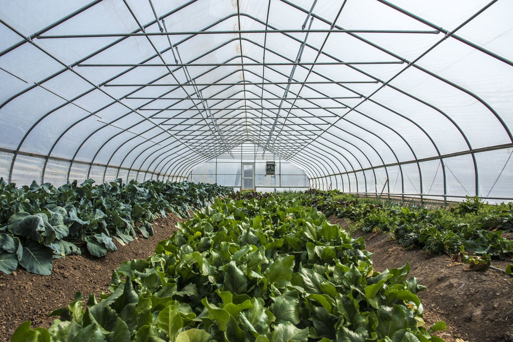 EQIP gives Iowa farmer tool to extend growing season | Center For Rural ...