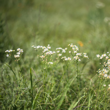 Establishing Prairie: Selecting Seeds to Restore and Optimize Native ...